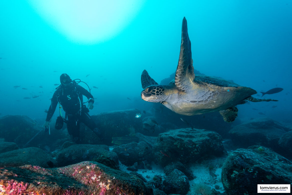 Galápagos Diving from a Photography Perspective | Darwin's Arch | Part ...