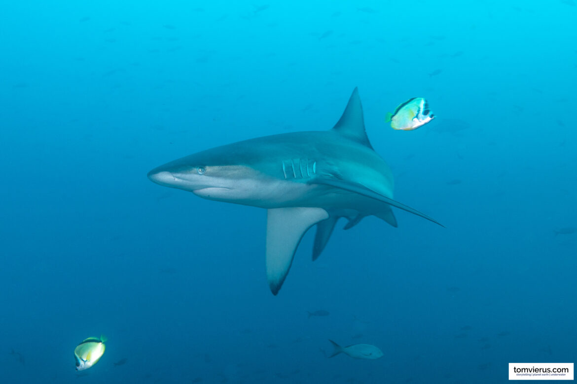 Galápagos Diving from a Photography Perspective | Darwin's Arch | Part ...