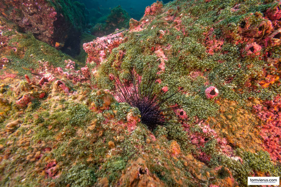 Galápagos Diving from a Photography Perspective | Darwin's Arch | Part ...