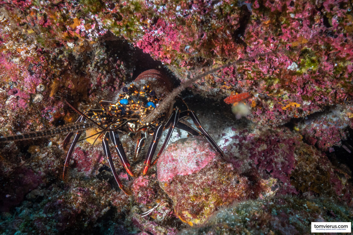 Galápagos Diving from a Photography Perspective | Darwin's Arch | Part ...