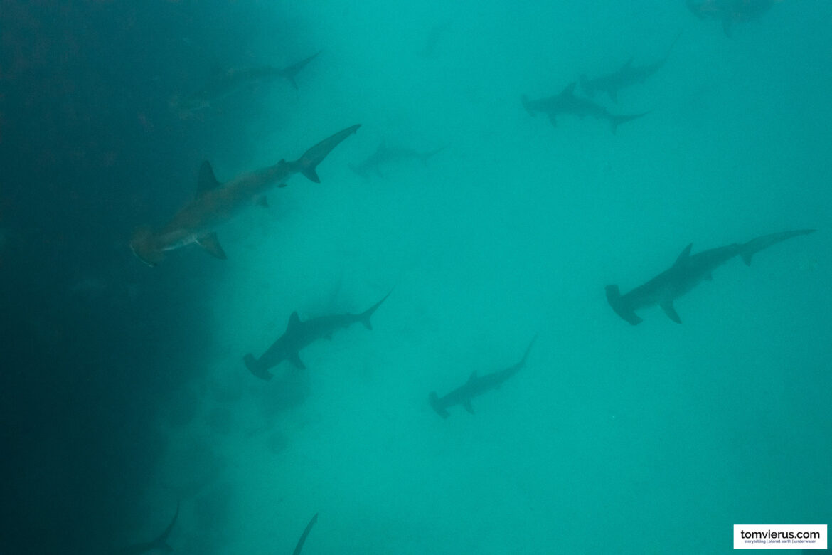 Galápagos Diving from a Photography Perspective | Darwin's Arch | Part ...