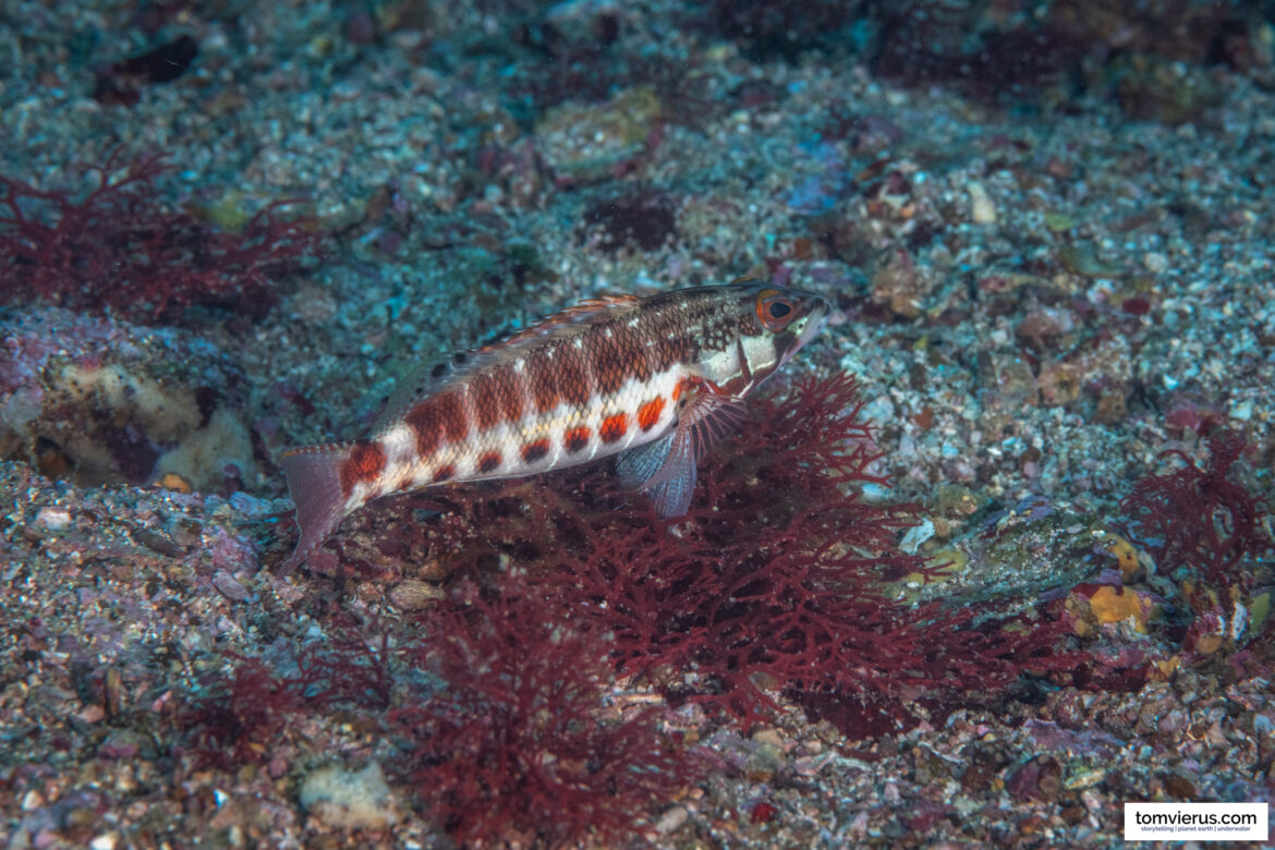 Galápagos Diving from a Photography Perspective | Rabida Island | Part ...