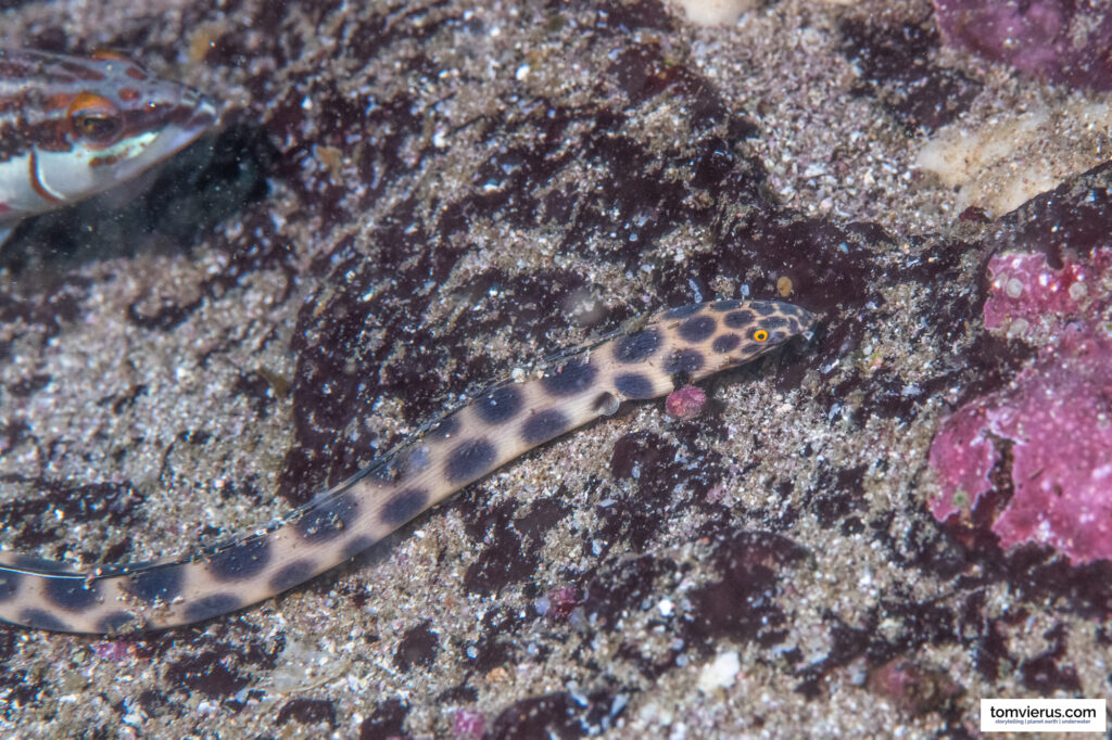 Galápagos Diving from a Photography Perspective | Rabida Island | Part ...