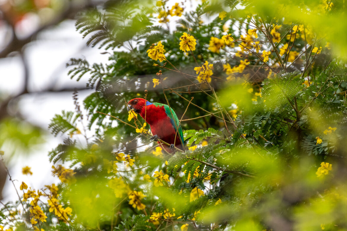 Birds of the Yasawa Islands | Bird Life in Fiji - Livingdreams.tv