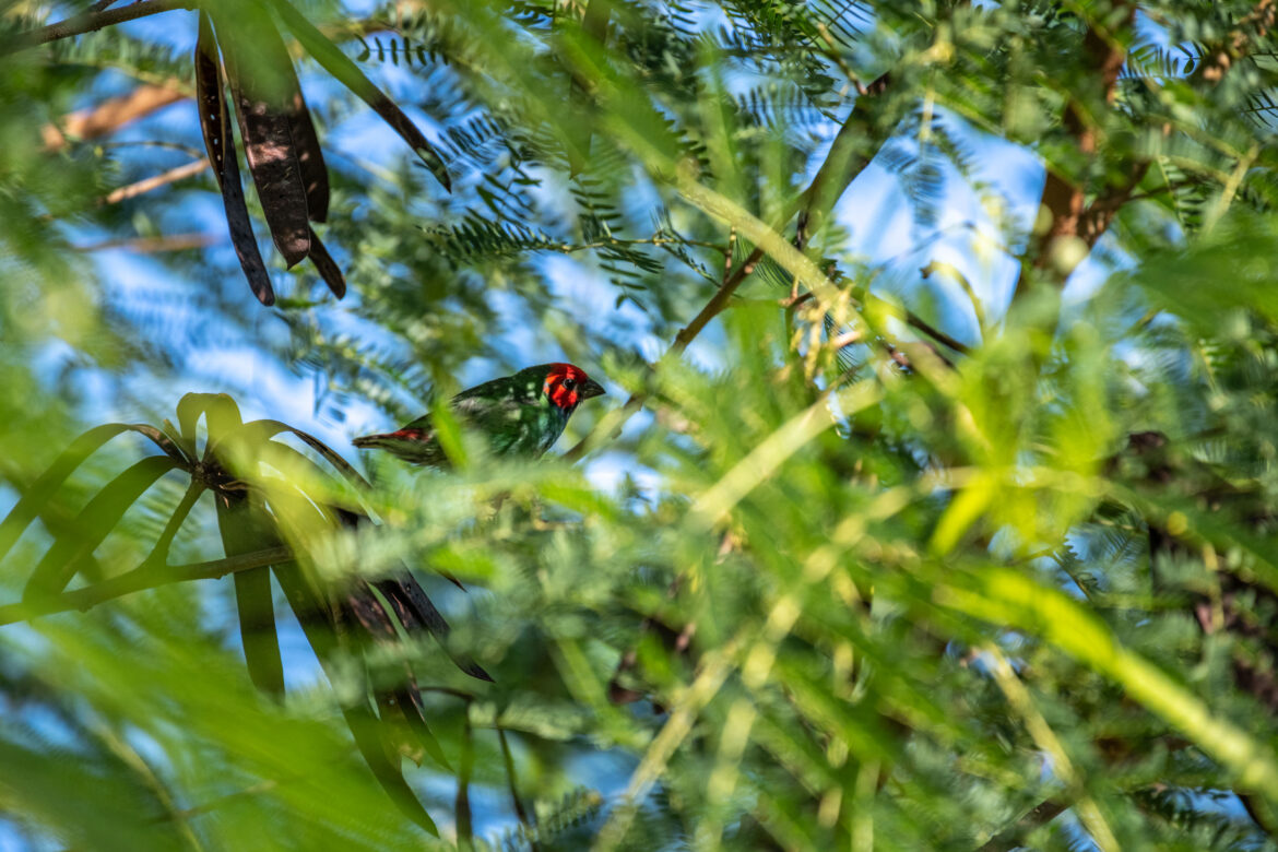 Birds of the Yasawa Islands | Bird Life in Fiji - Livingdreams.tv