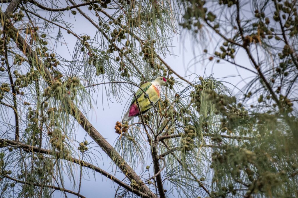 Birds of the Yasawa Islands | Bird Life in Fiji - Livingdreams ...