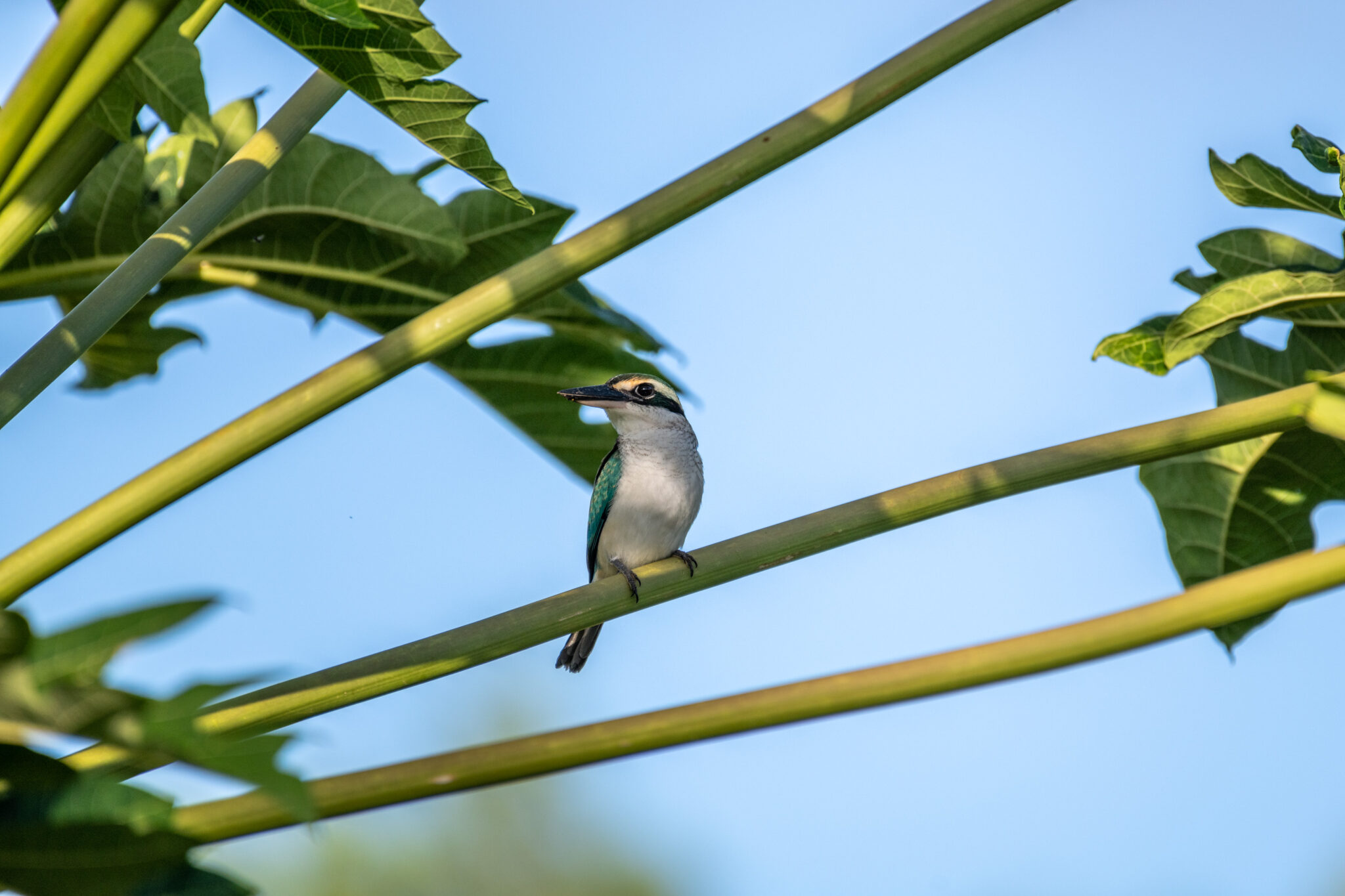 Birds of the Yasawa Islands | Bird Life in Fiji - Livingdreams ...