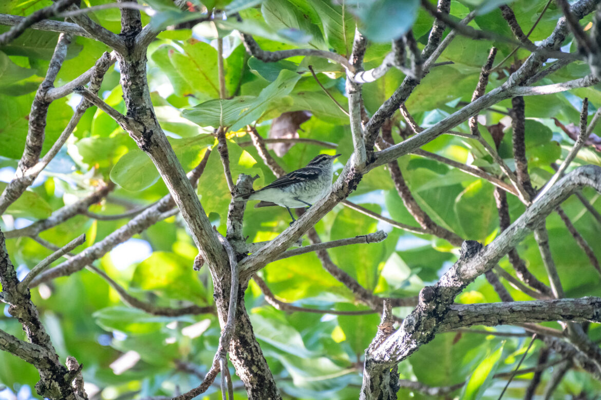 Birds of the Yasawa Islands | Bird Life in Fiji - Livingdreams ...