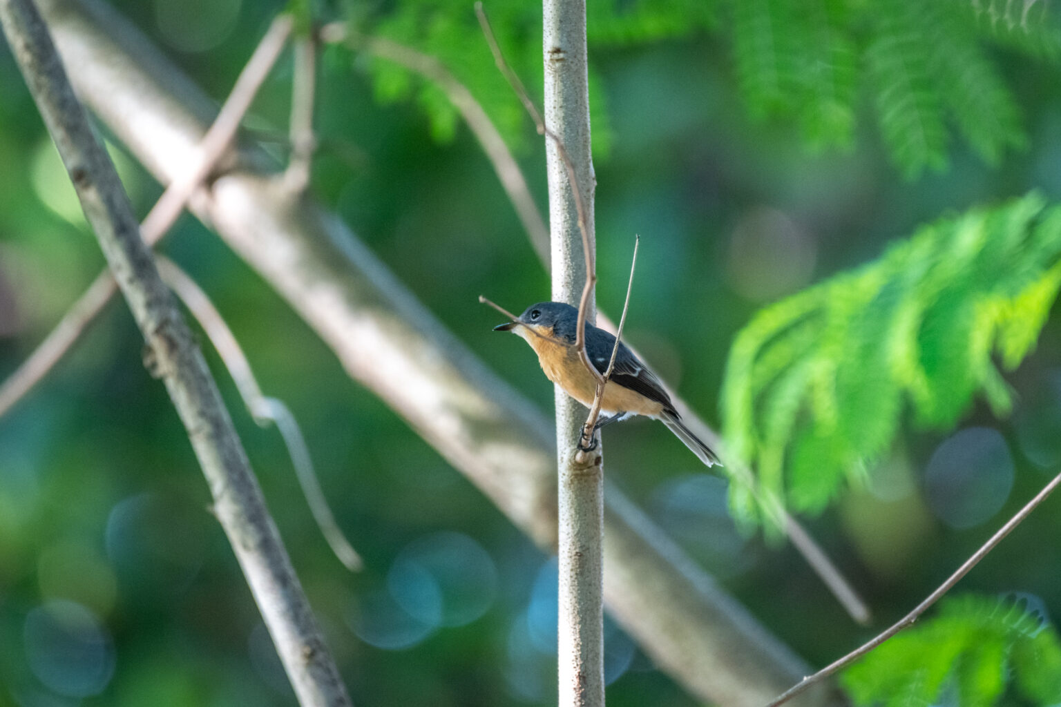 Birds of the Yasawa Islands | Bird Life in Fiji - Livingdreams ...