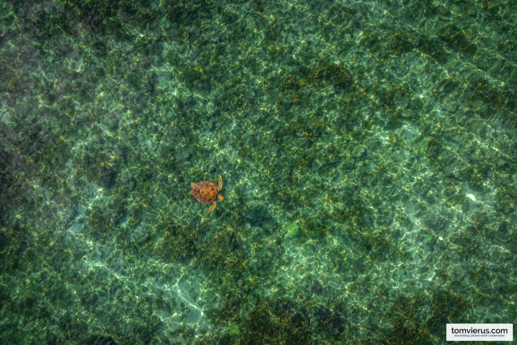 Turtles in Fiji - A brief history and law overview - Livingdreams ...