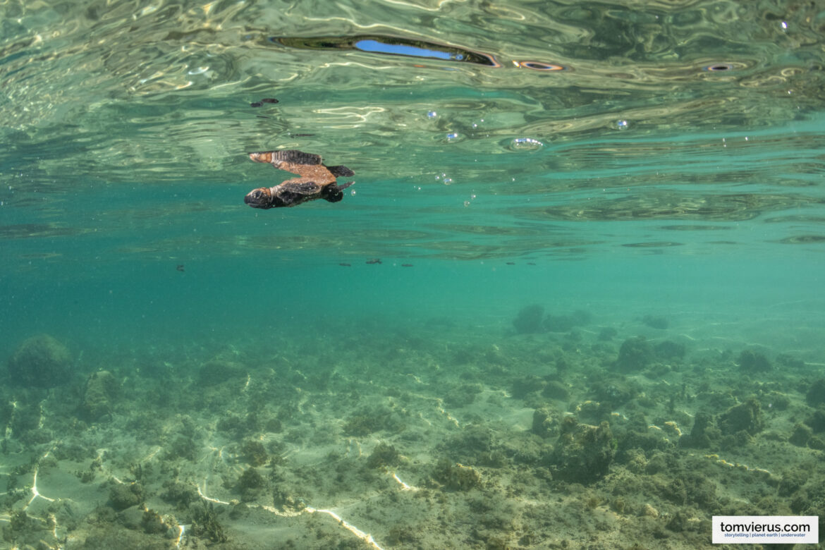 Turtles in Fiji - A brief history and law overview - Livingdreams ...