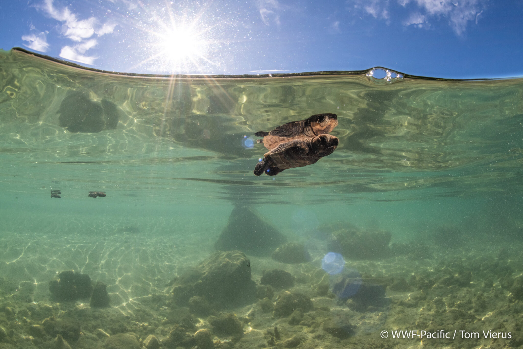 WWF Turtle Monitoring on Yadua Taba Island in Fiji - Livingdreams.tv
