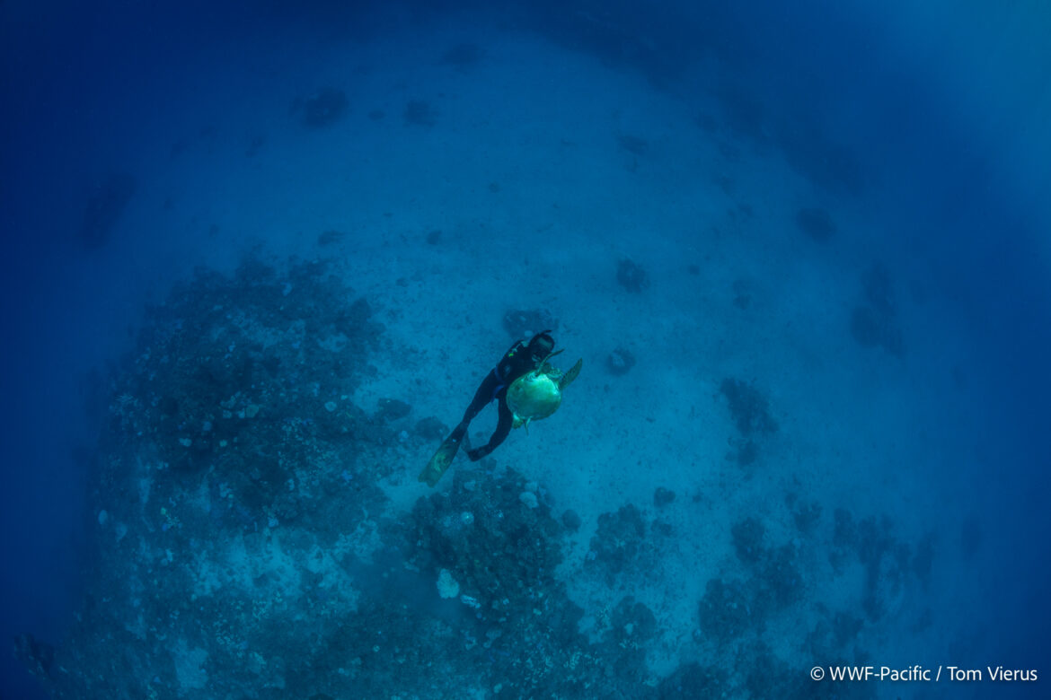 WWF Turtle Monitoring around Dravuni Island in Fiji - Livingdreams.tv
