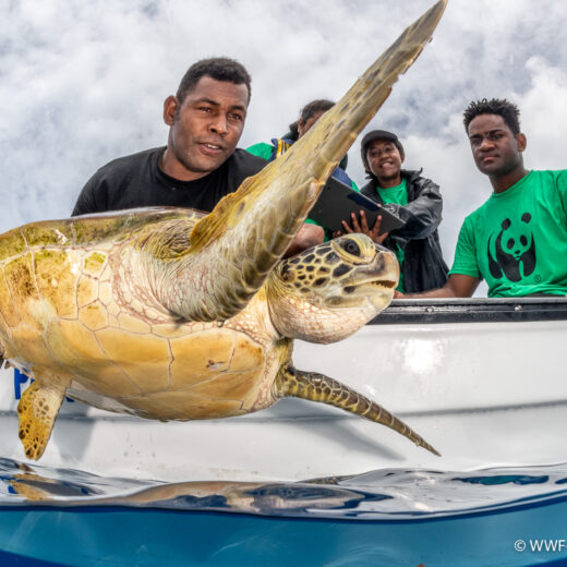 Turtles in Fiji - A brief history and law overview - Livingdreams.tv