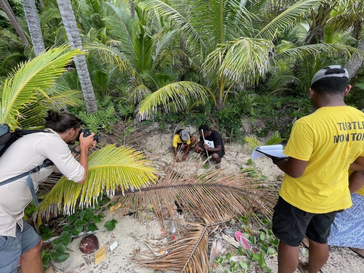 WWF Turtle Monitoring around Dravuni Island in Fiji - Livingdreams.tv