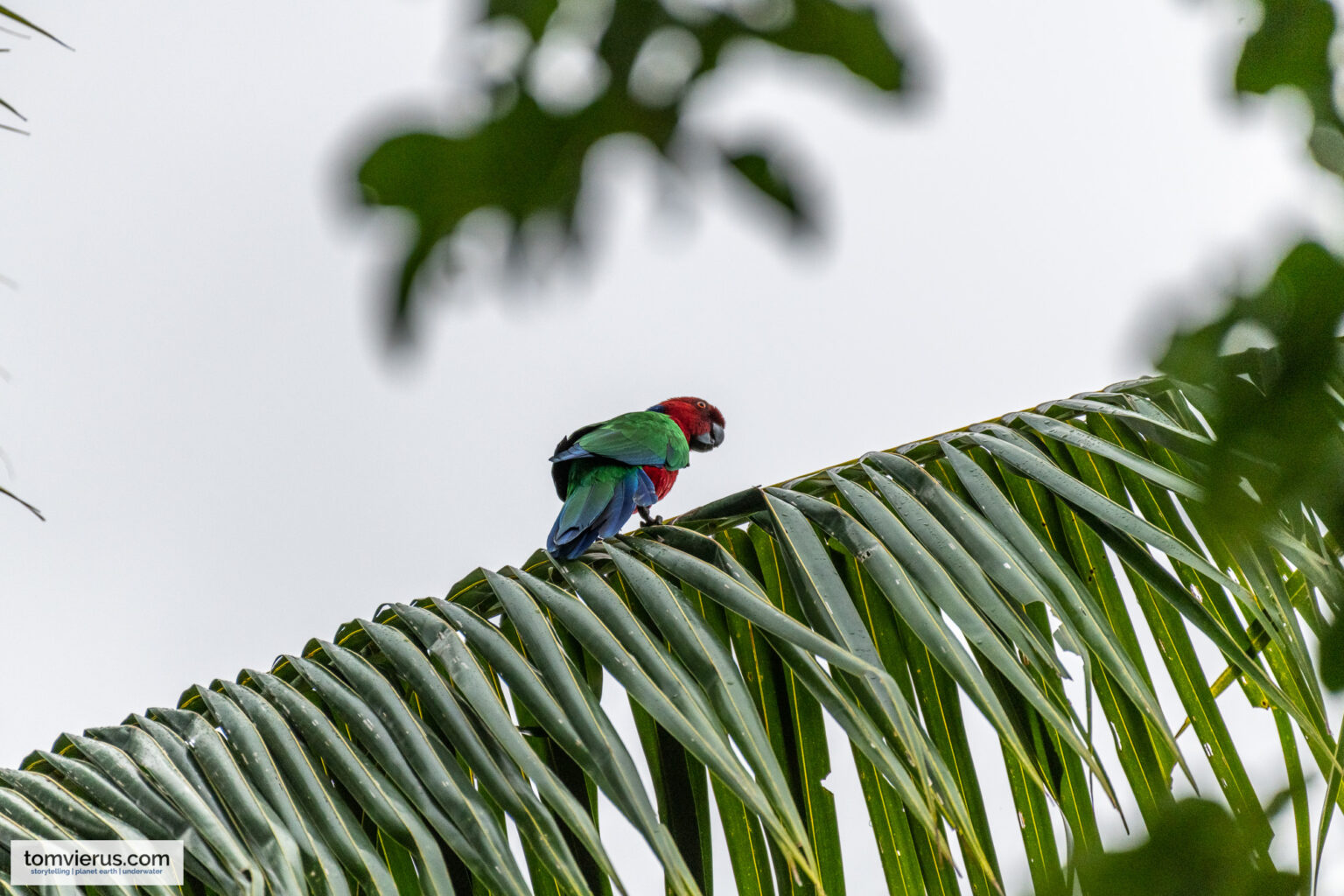 WWF Turtle Monitoring around Dravuni Island in Fiji - Livingdreams.tv