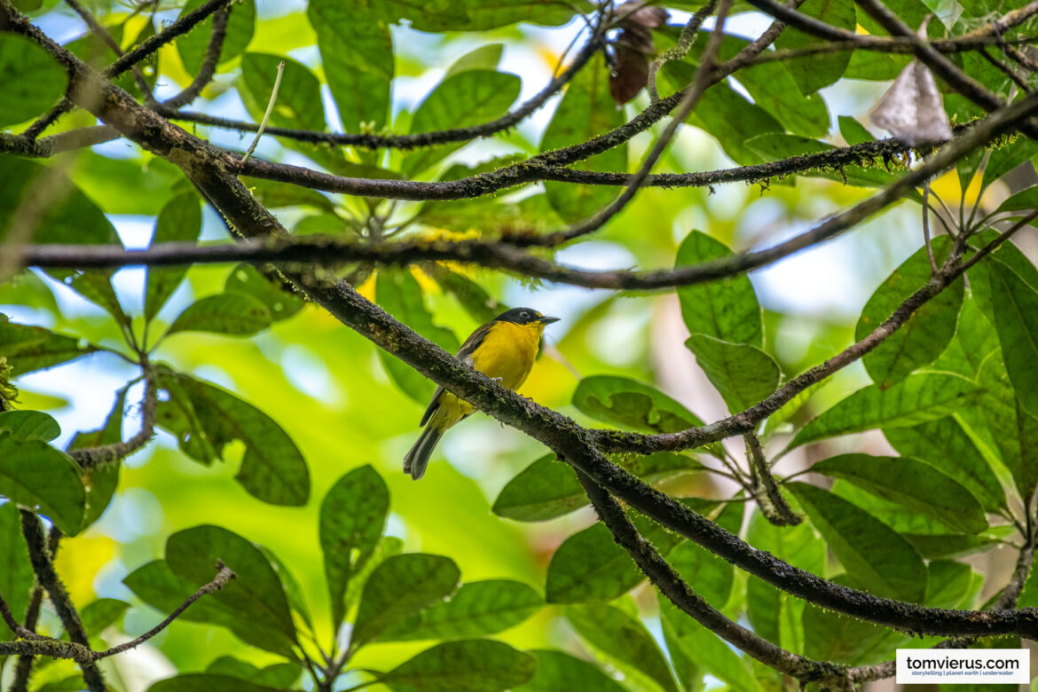 Birds of Colo-i-Suva Forest Park - Livingdreams.tvLivingdreams.tv