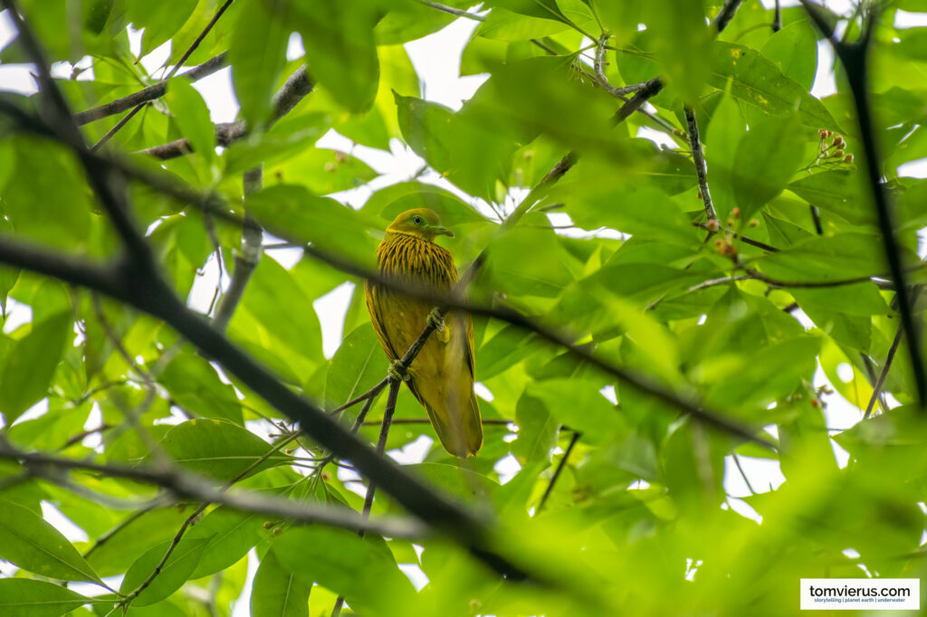 Birds of Colo-i-Suva Forest Park - Livingdreams.tvLivingdreams.tv