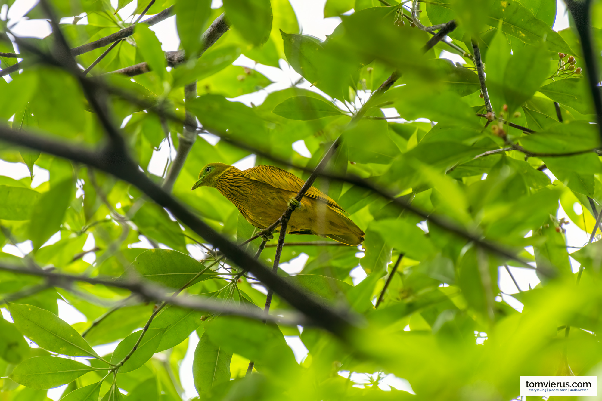 Birds of Colo-i-Suva Forest Park - Livingdreams.tvLivingdreams.tv