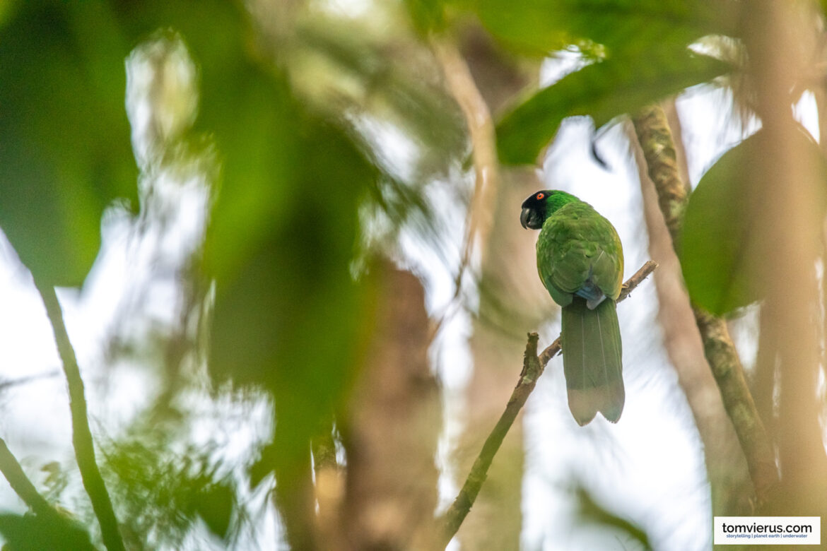 Birds of Colo-i-Suva Forest Park - Livingdreams.tvLivingdreams.tv