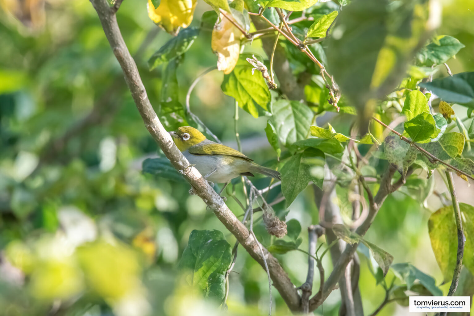 Birds of Colo-i-Suva Forest Park - Livingdreams.tvLivingdreams.tv