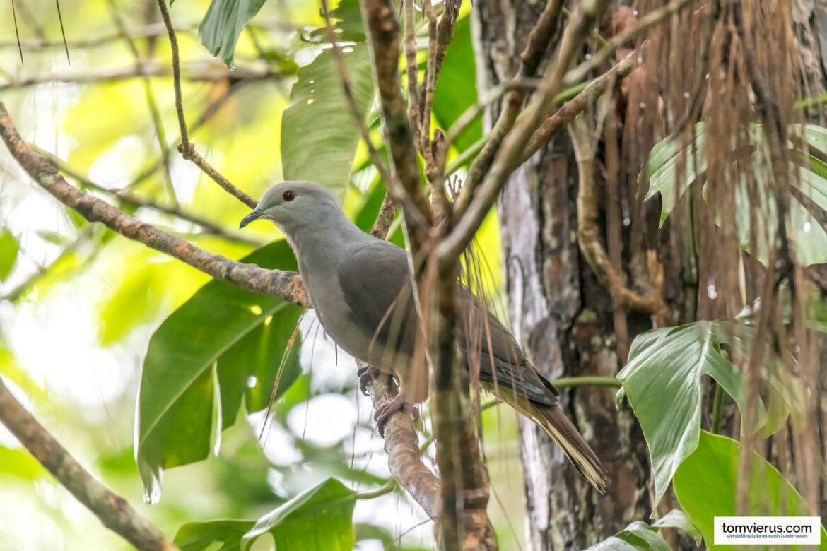 Birds of Colo-i-Suva Forest Park - Livingdreams.tvLivingdreams.tv